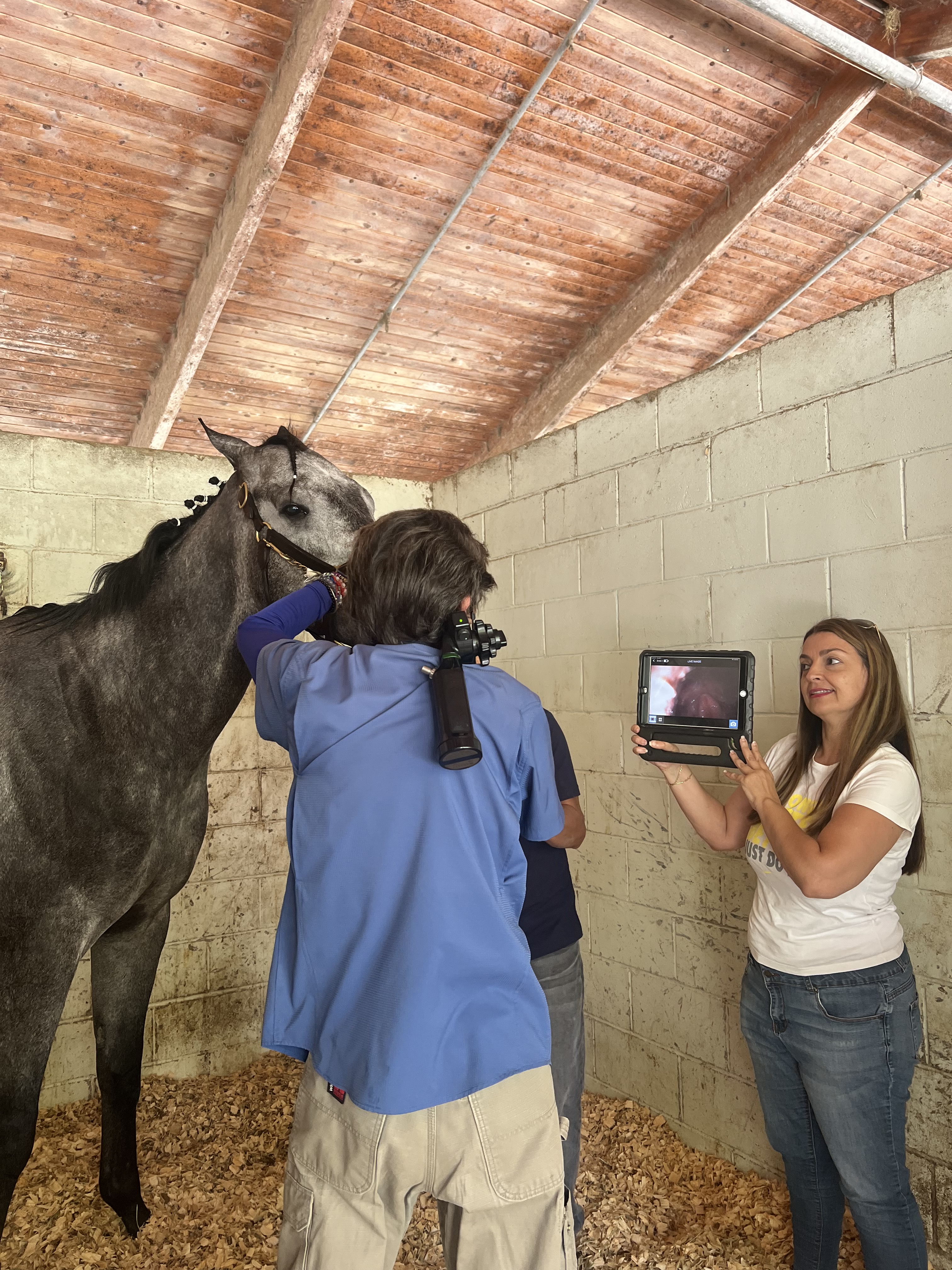 Shadowing – Tailoring Vet Med